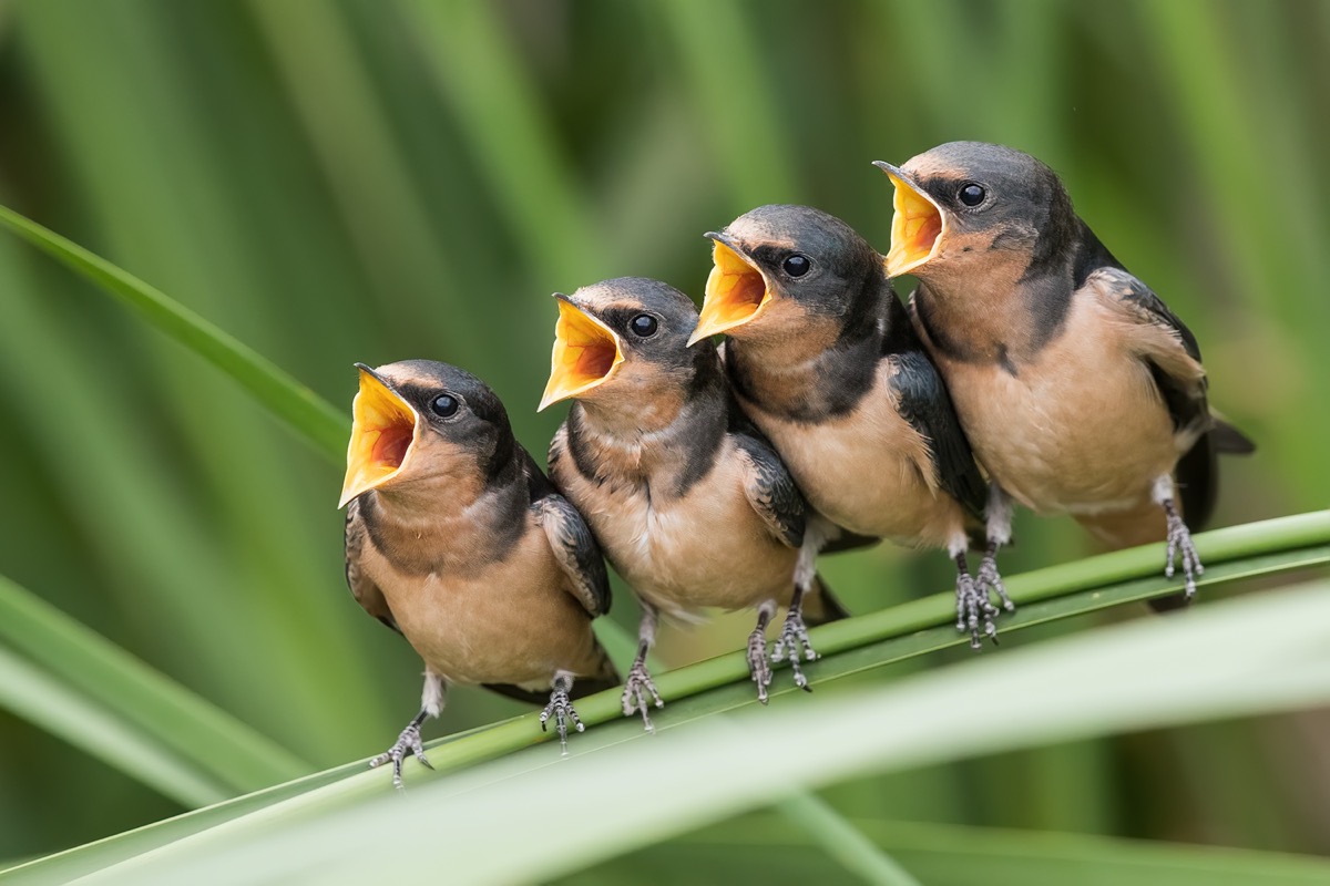  For The Birds Alights In Springs The East Hampton Star