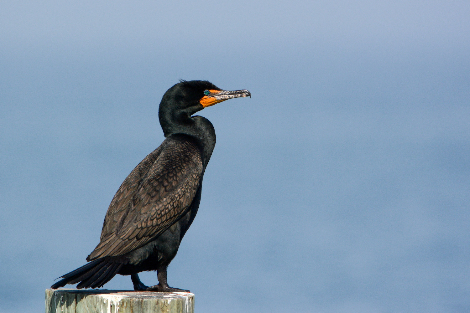 On the Wing: The Slightly Creepy Cormorant | The East Hampton Star