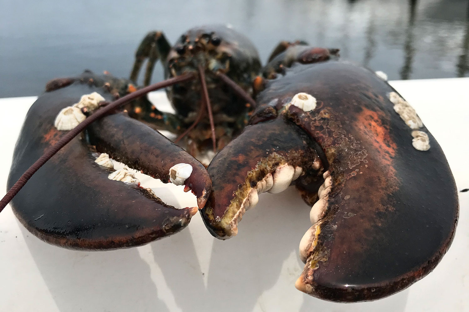 On The Water Lobsters On The Shed The East Hampton Star