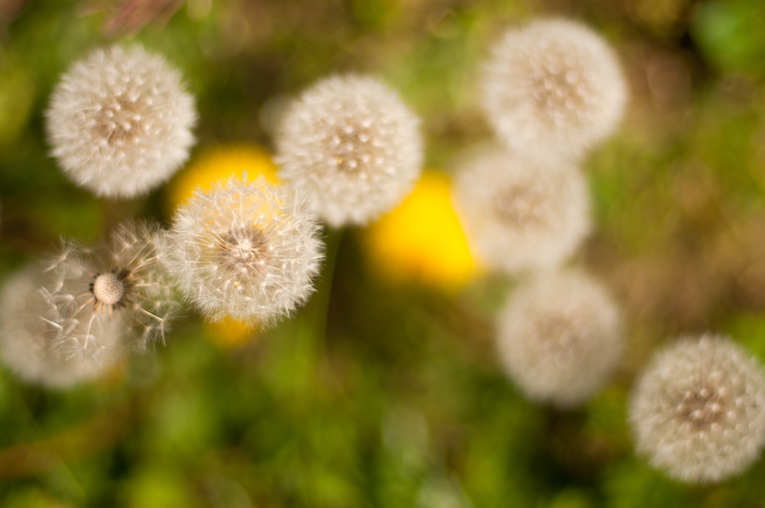 In Defense of Dandelions | The East Hampton Star