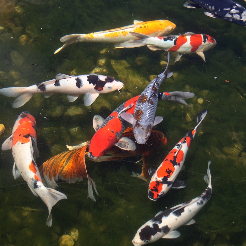 Koi Joy: Ponds That Pair Landscapes With Symbolism | The East Hampton Star