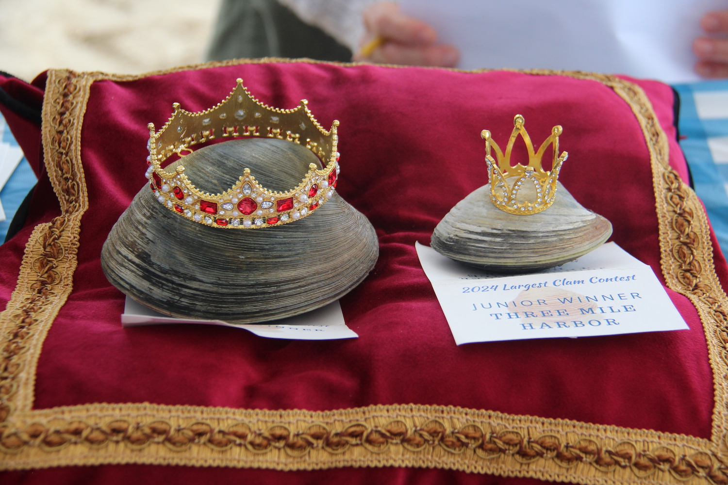 Quite a Quahog at Amagansett Clam Contest | The East Hampton Star